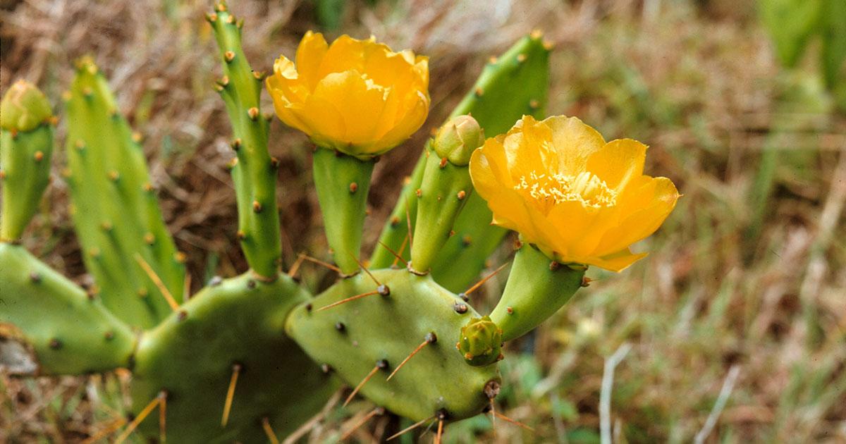 Waging war on the prickly pear | naa.gov.au