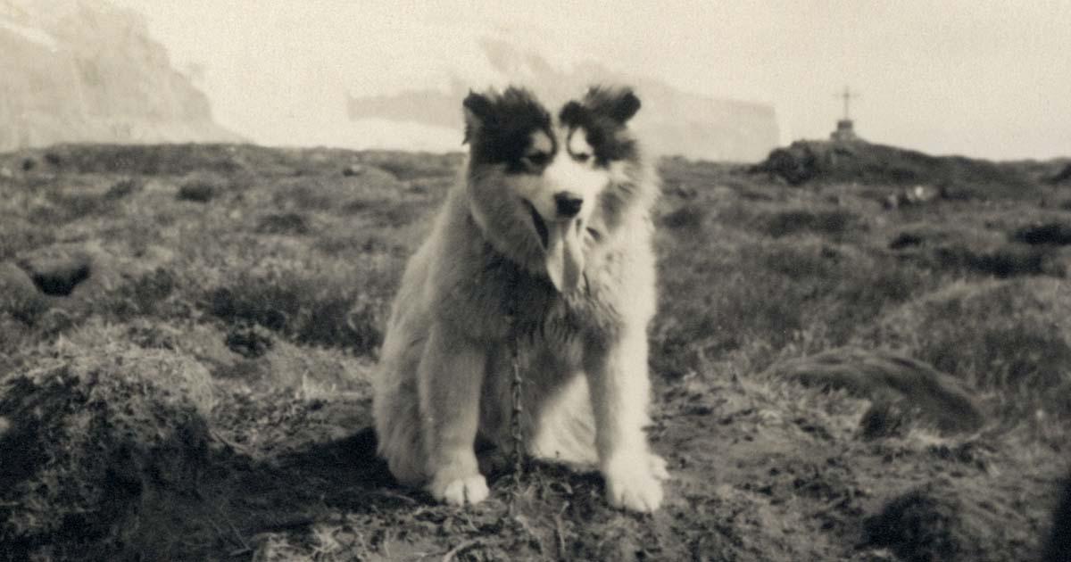 Australia’s Antarctic huskies | naa.gov.au